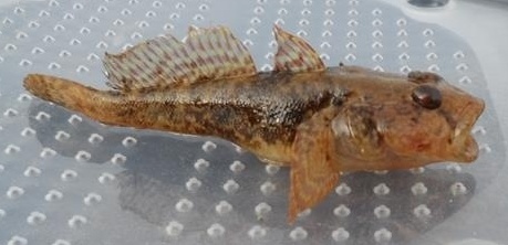 fish_species Instance Segmentation Dataset and Pre-Trained Model by Recycling