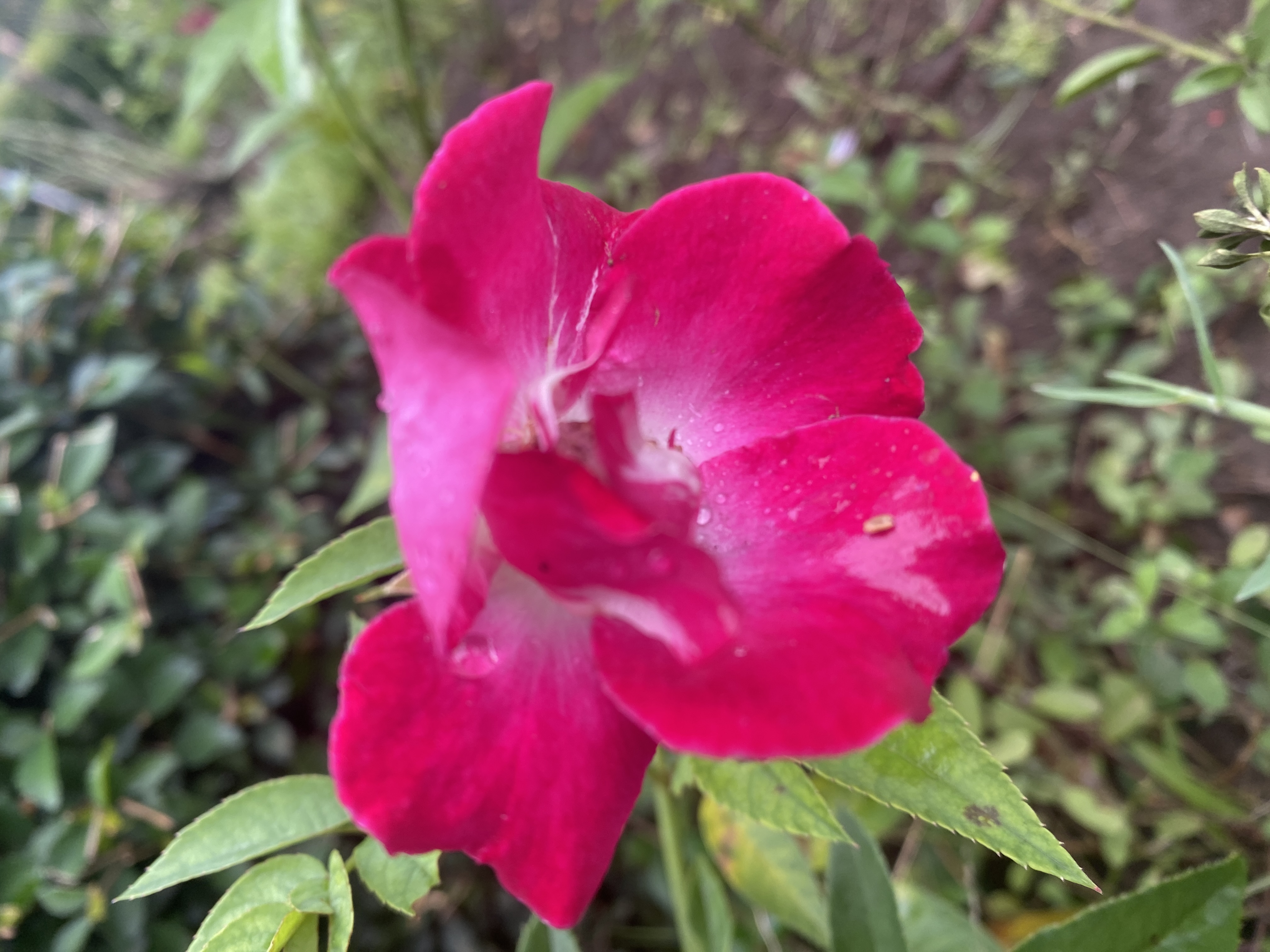 Foto Bunga Object Detection Dataset by Dataset 1