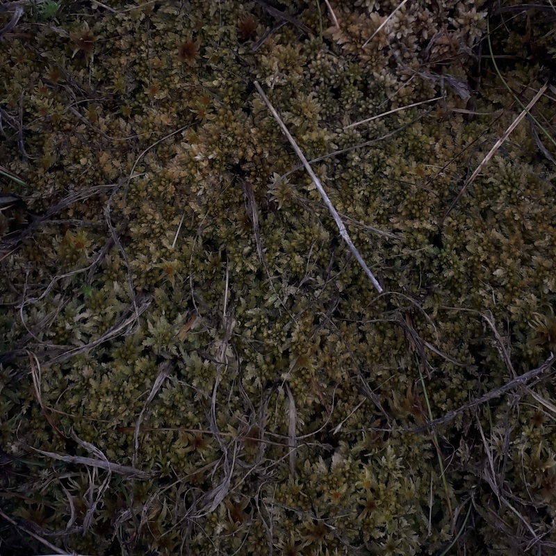 moss Object Detection Model (v1, V2) by new-workspace-n0yqn