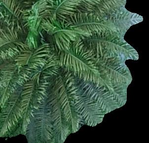 trees Classification Dataset and Pre-Trained Model by UM