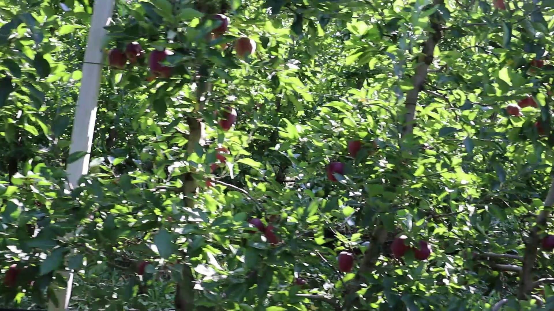 auto-generated-dataset-apple-v2-test Object Detection Dataset by Dimitra