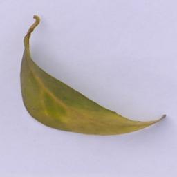 Citrus Dataset Object Detection Dataset and Pre-Trained Model by Dimitra