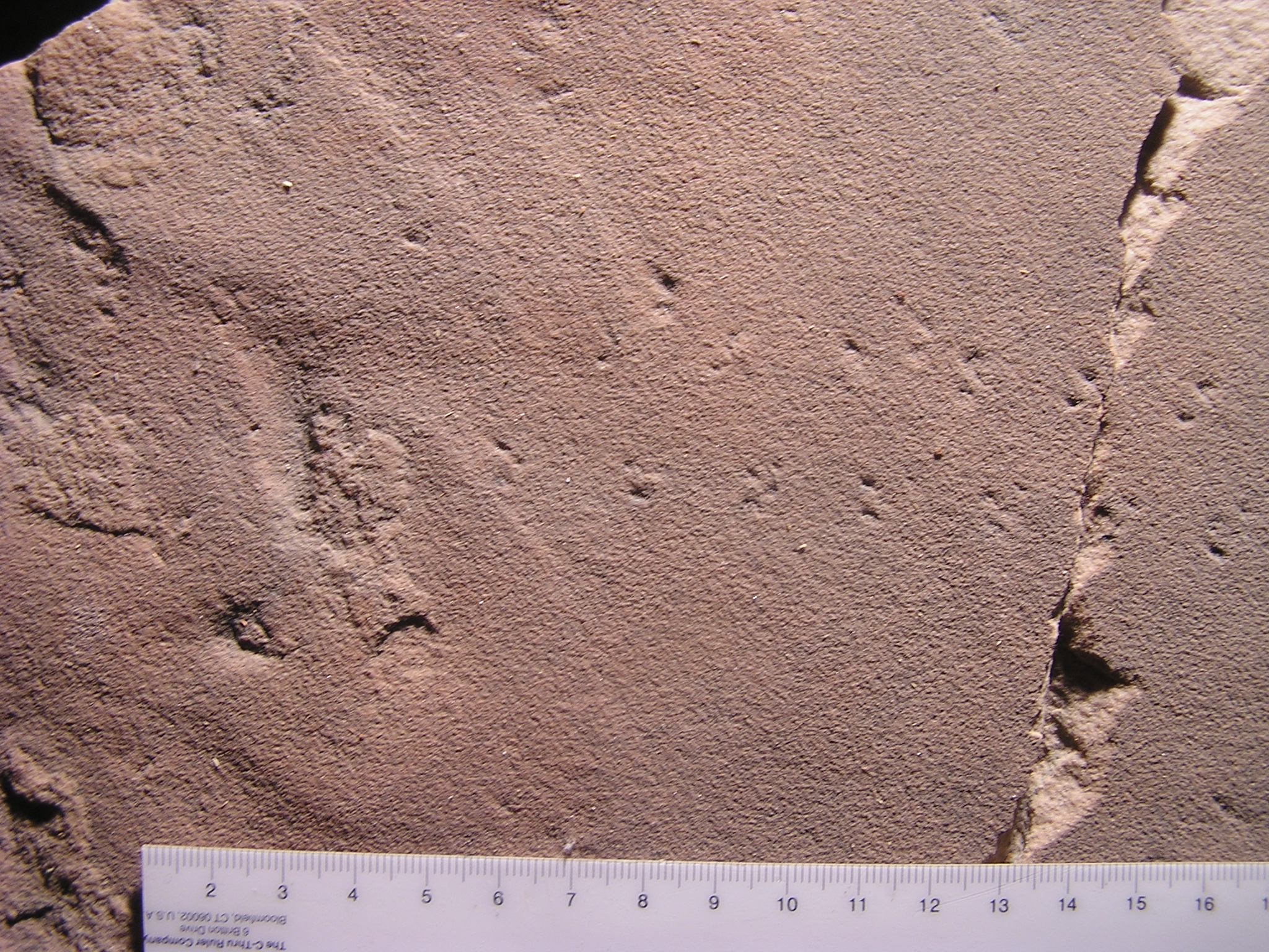 ucl_classify_1 Instance Segmentation Dataset by Individual Project