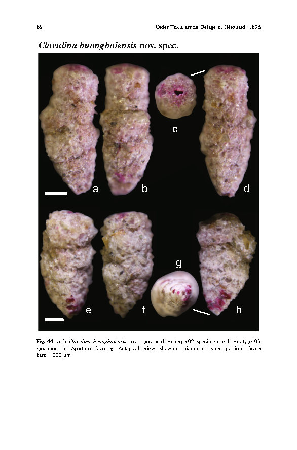 Foraminifera Detection Project Object Detection Dataset by worms