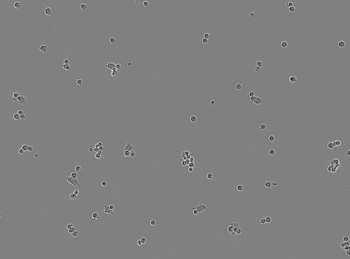 Livecell Dataset Yolov4 Object Detection Dataset And Pre Trained Model
