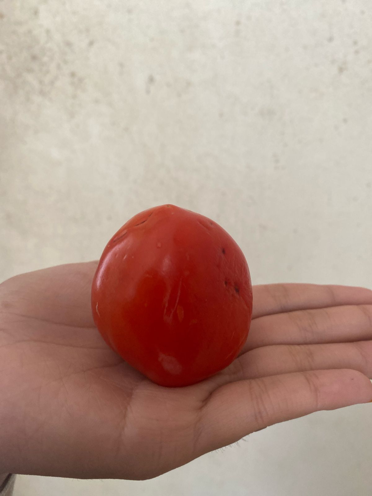 TOMATO Object Detection Model by kelompok tomato