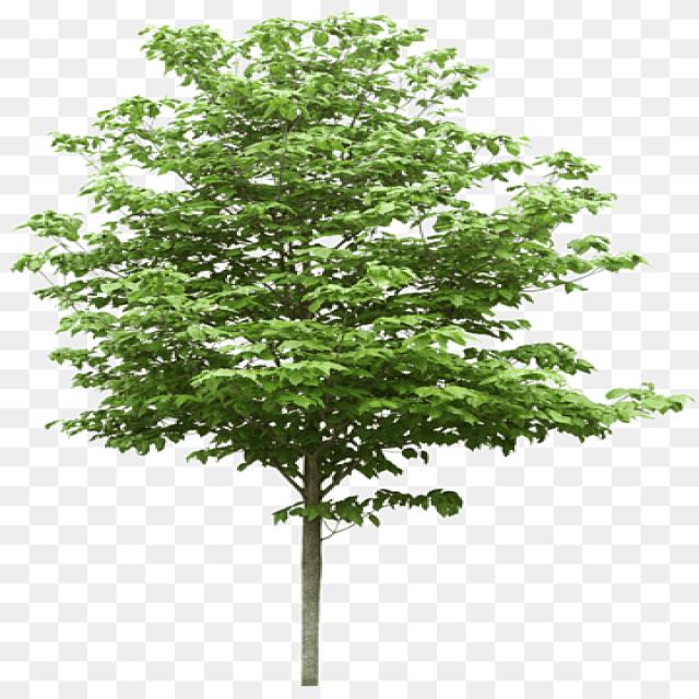 Trees Object Detection Dataset By Assistive Detection