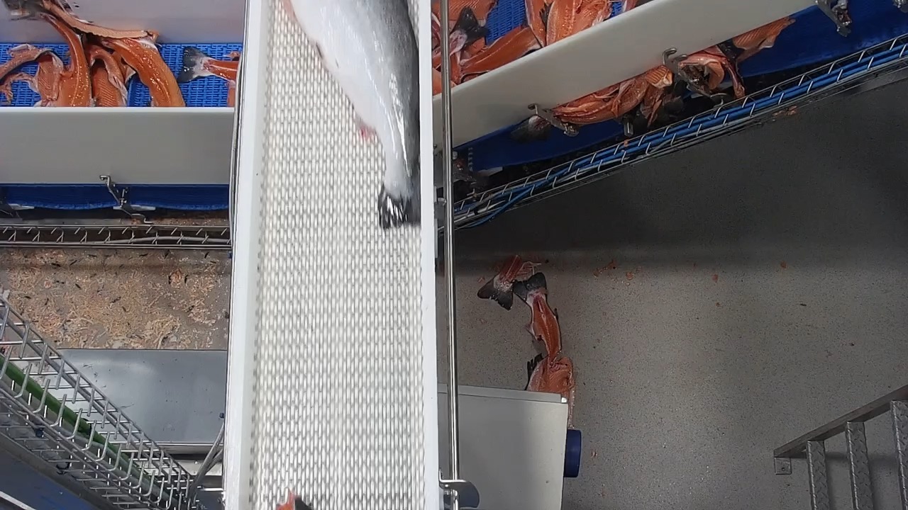 Salmon segmentation Semantic Segmentation Model by Virgar Poulsen