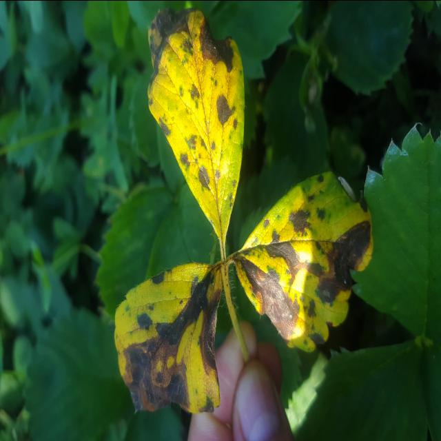 Prueba Object Detection Dataset By Leafspot
