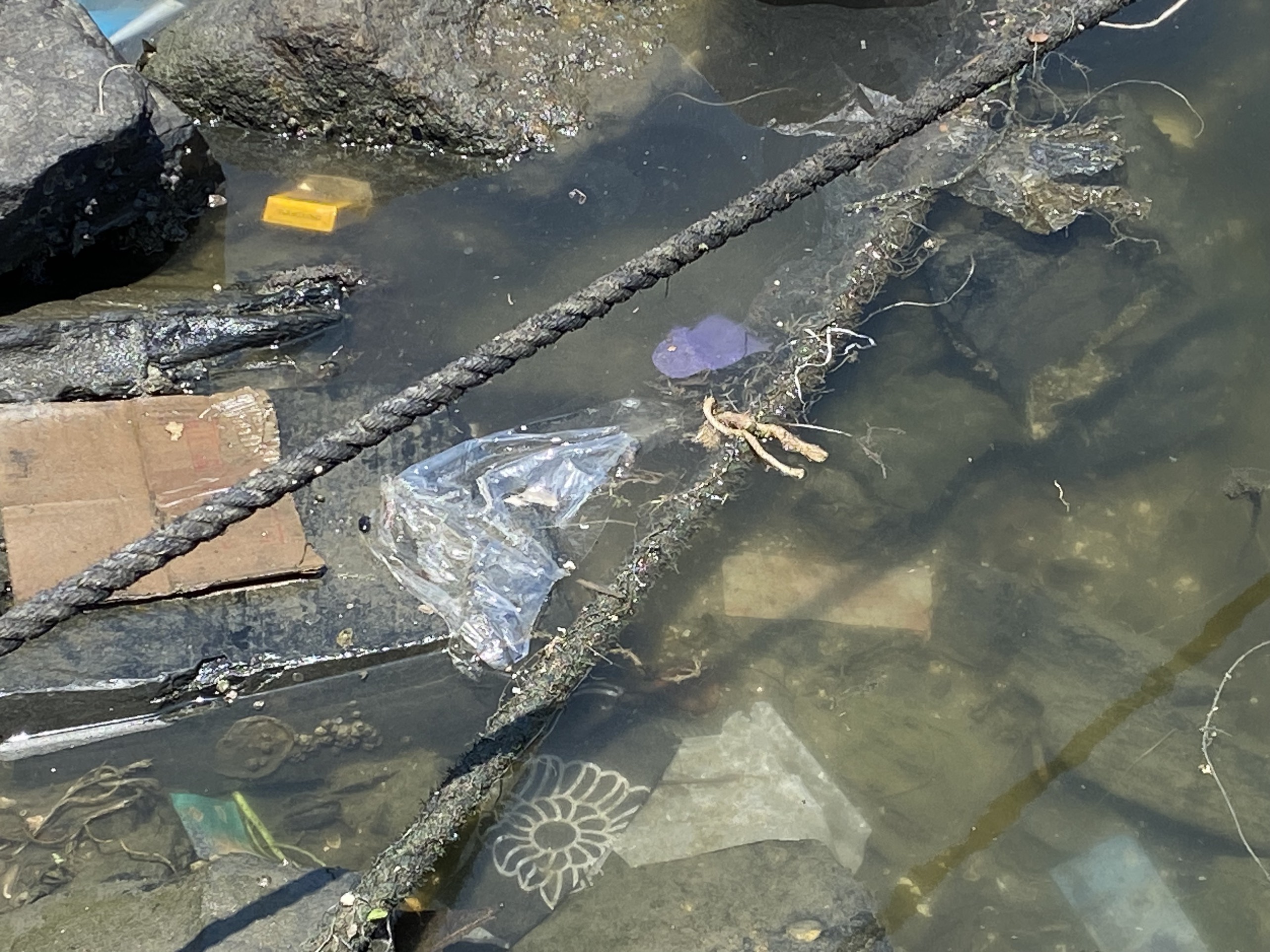 Trash Detection Object Detection Model By Garbage Label Dataset