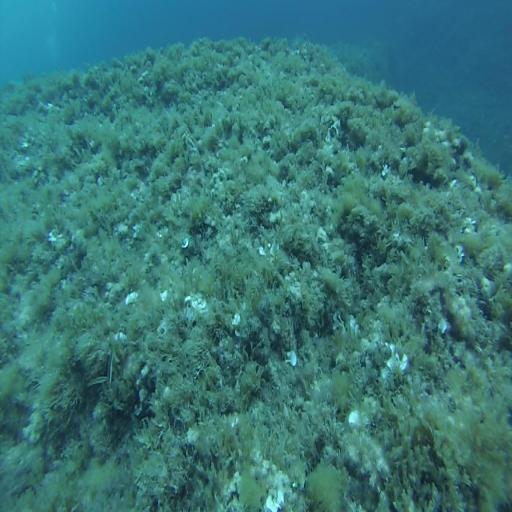 Merged + Filtered +(Top 10) (Without NULLs) Object Detection Dataset ...