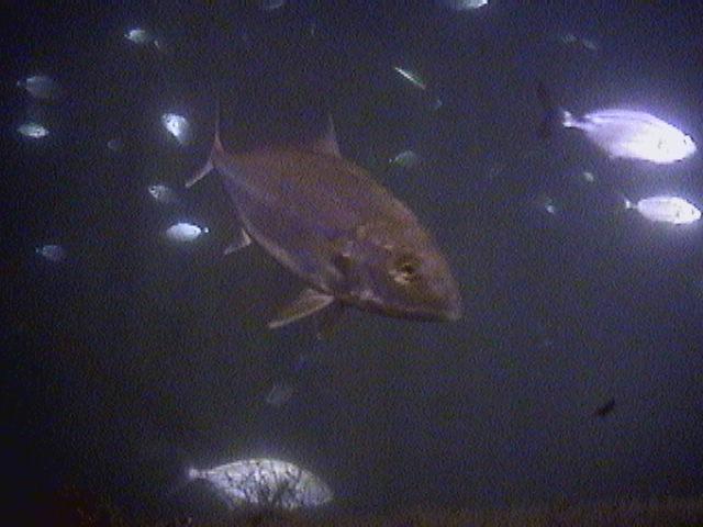 OBSEA CM Object Detection Dataset by Fish OD