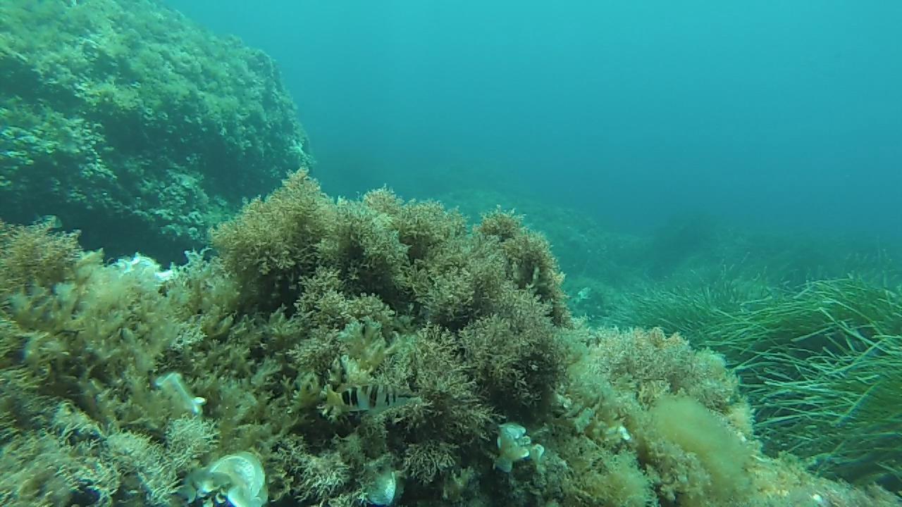 IMEDEA filtrado Object Detection Dataset by Fish OD