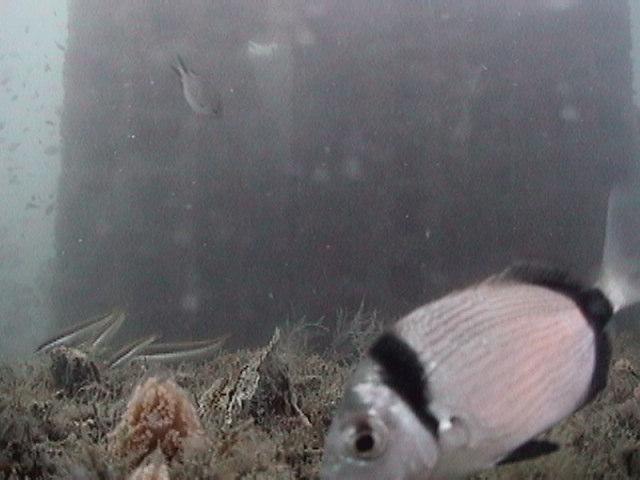 Merged + Filtered Object Detection Dataset by Fish OD