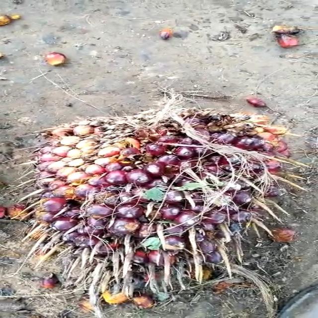 Palm Oil Detection Object Detection Dataset And Pre Trained Model By Zamm