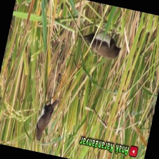 Bird Annotation Object Detection Dataset By Annotation