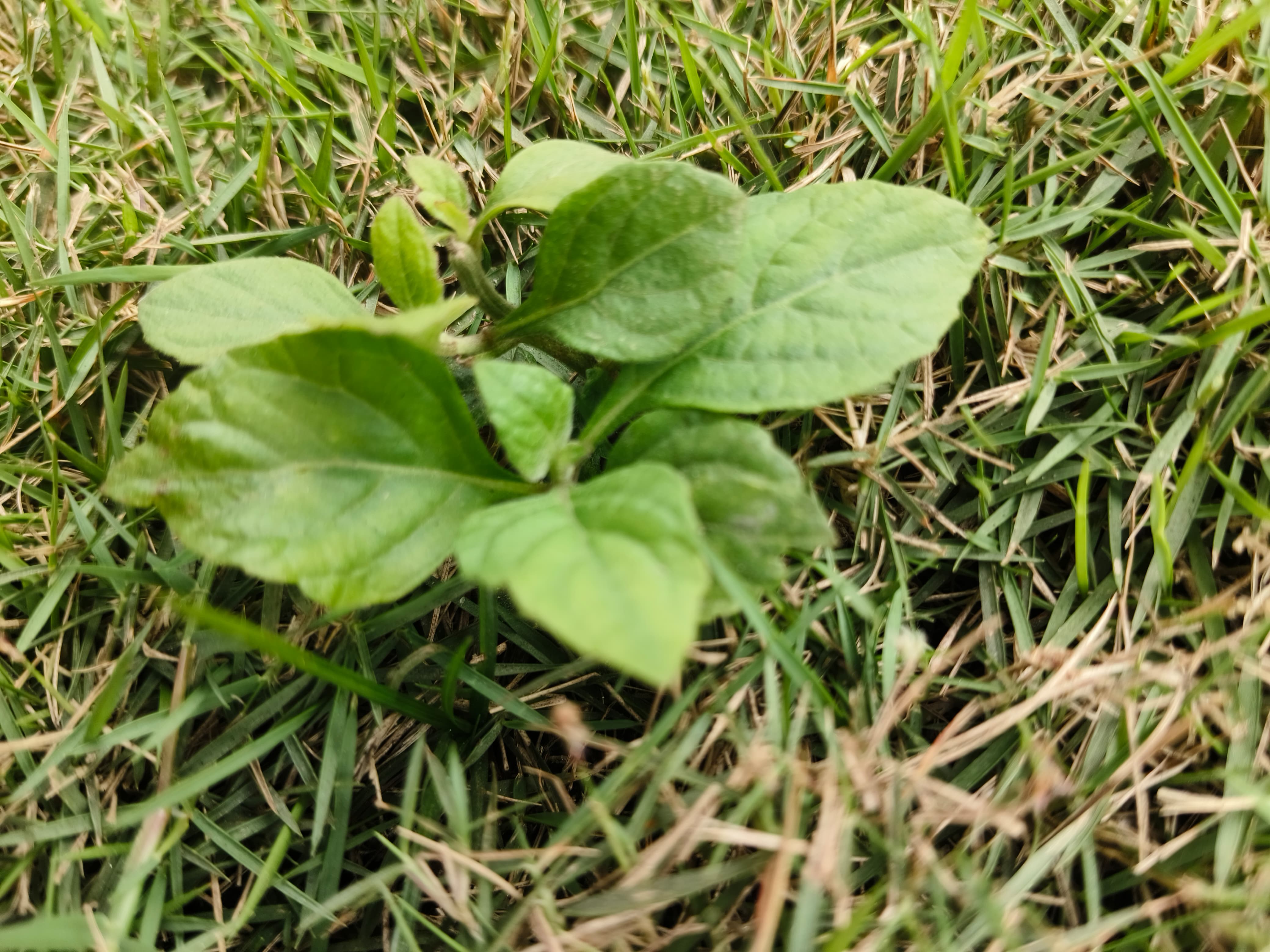 Weed Detection Classification Dataset By Weed Detection