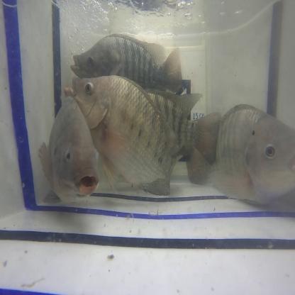 fish_keypoints_detection Keypoint Detection Dataset and Pre-Trained Model by Cat