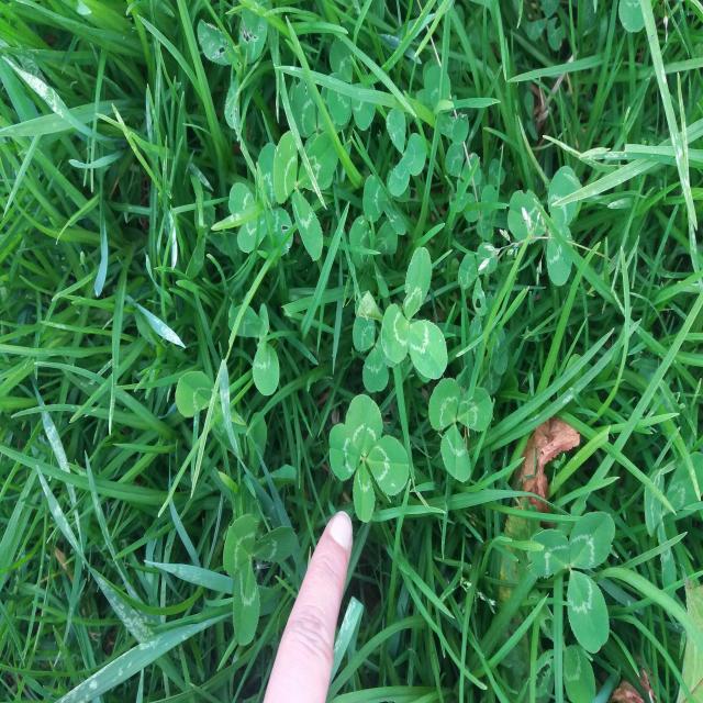 Clover detection Object Detection Dataset by Project1