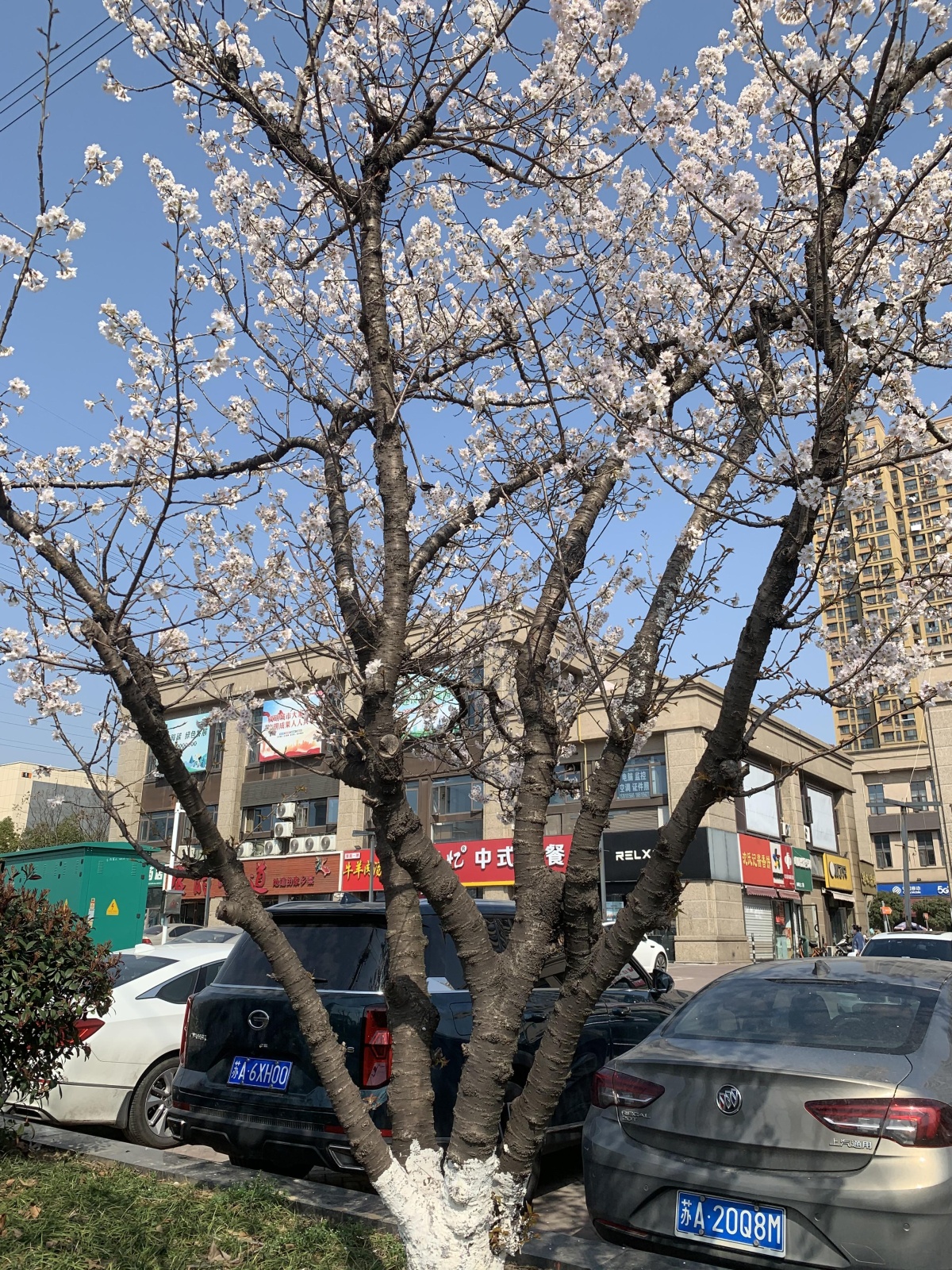 branche in tree Object Detection Model by liam