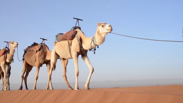 Camel Object Detection Dataset by Jasme