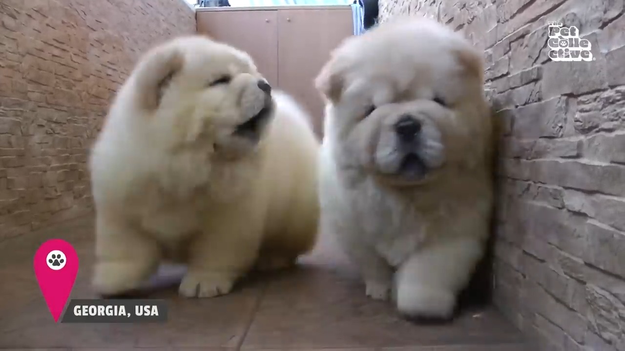 Dog Breeds Object Detection Model by Implai