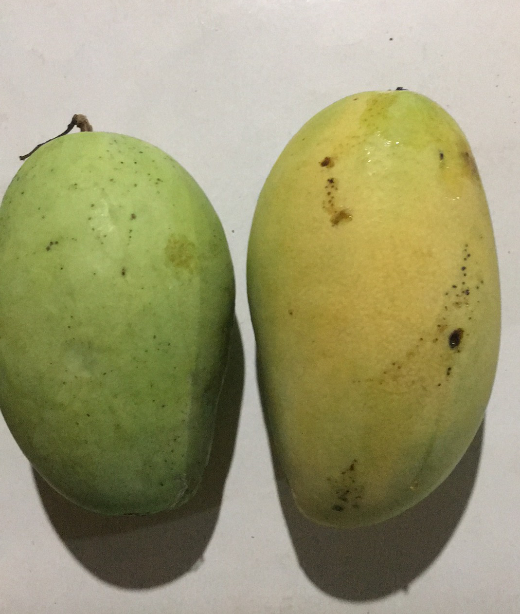 Carabao Mango Object Detection Dataset By Damangofinalcv