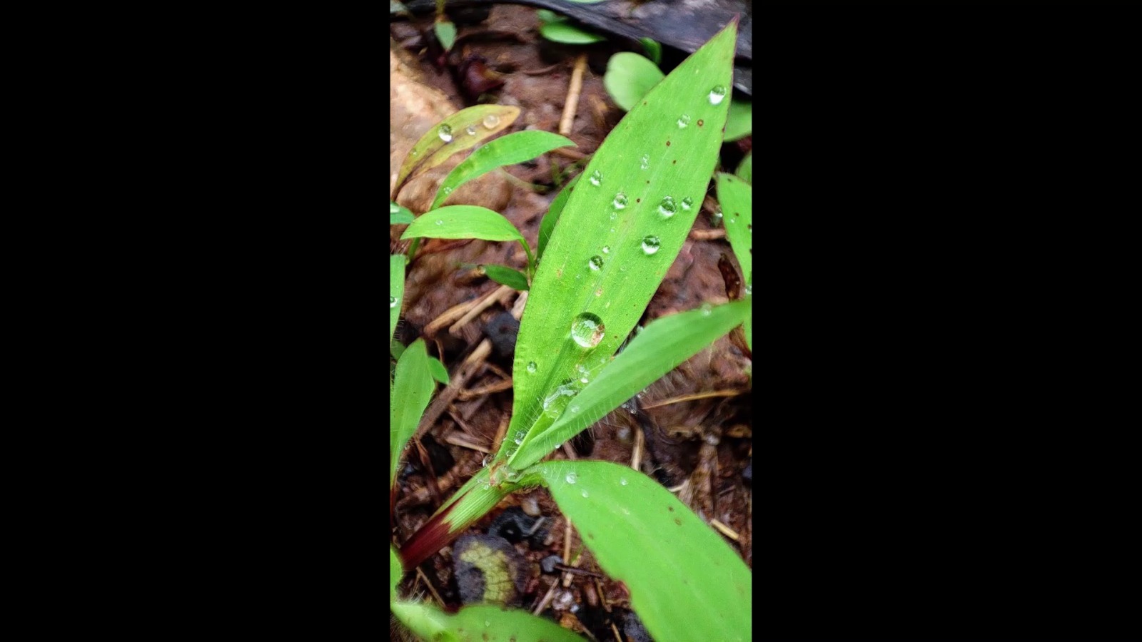 real time weed detection1 Object Detection Model by deep learning minor ...