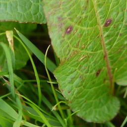 real time weed detection1 Object Detection Dataset and Pre-Trained Model by deep learning minor ...