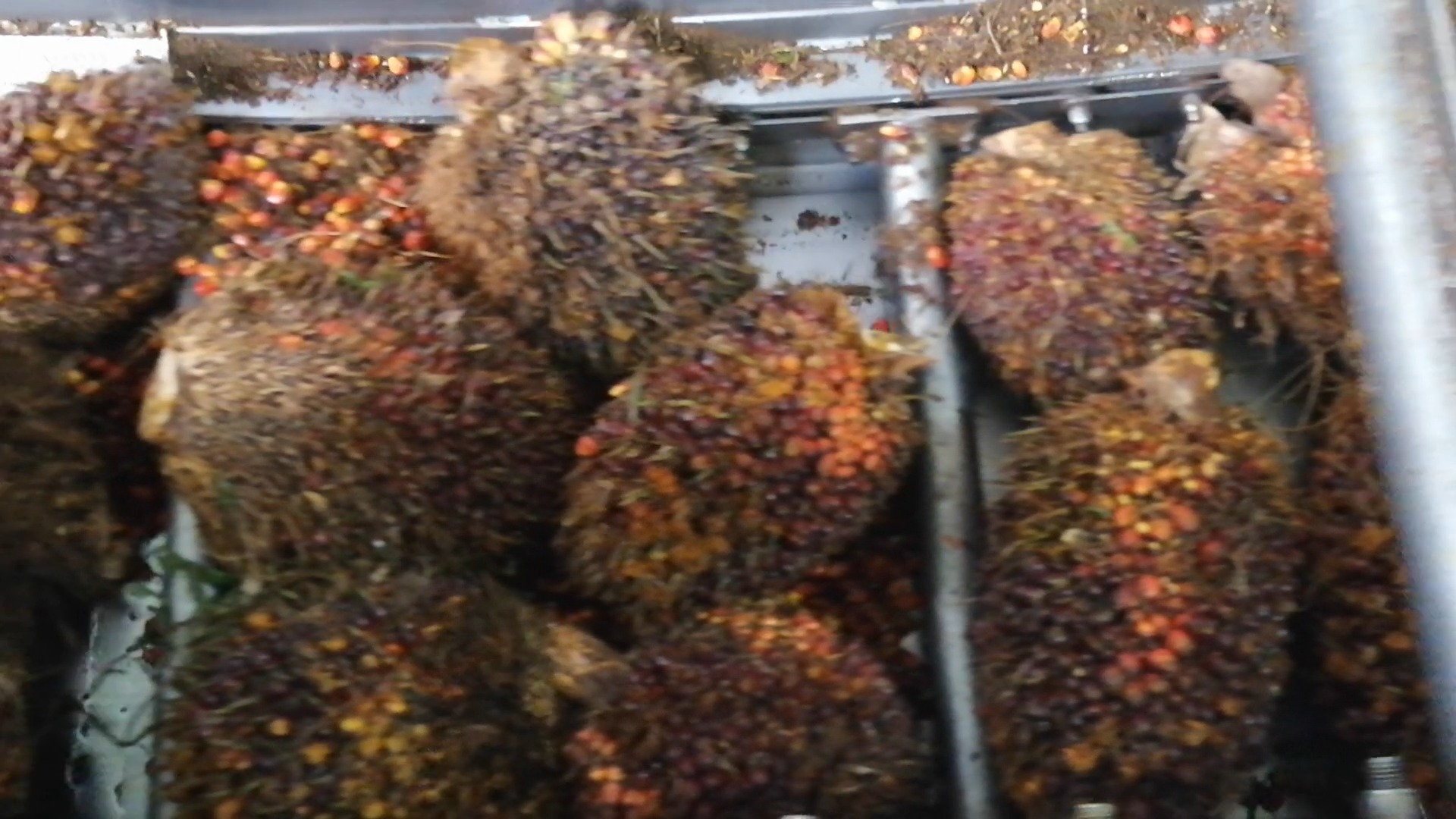 ffb Object Detection Dataset by mmu