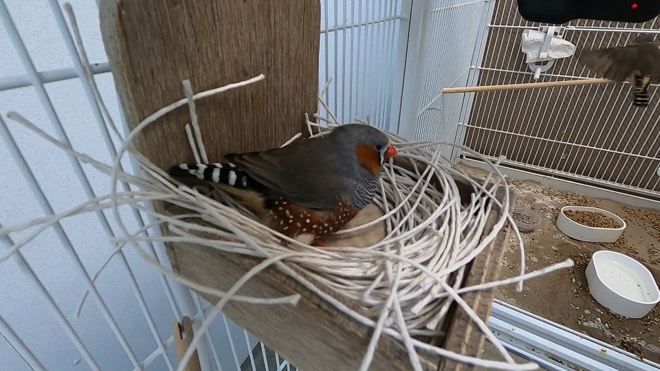 Bird Full Object Detection Dataset by Bird Tracking