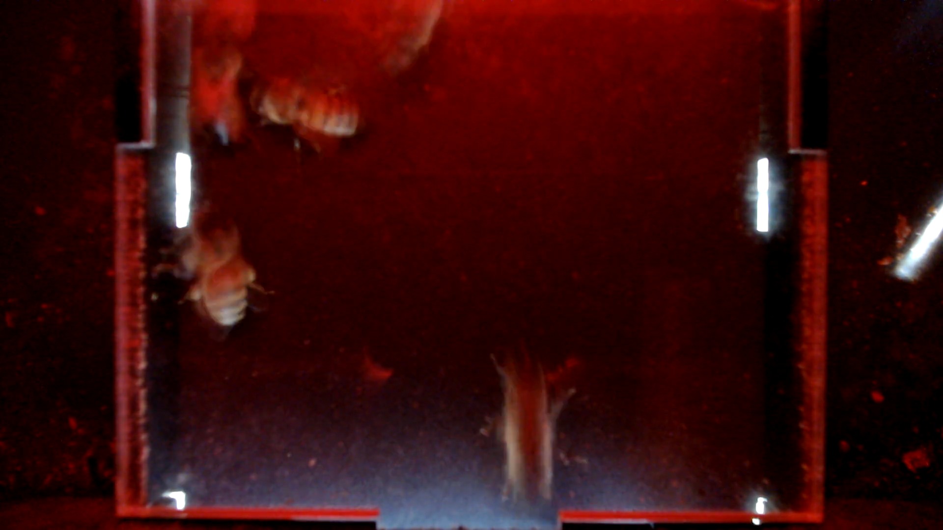 bee_detect Object Detection Model by new