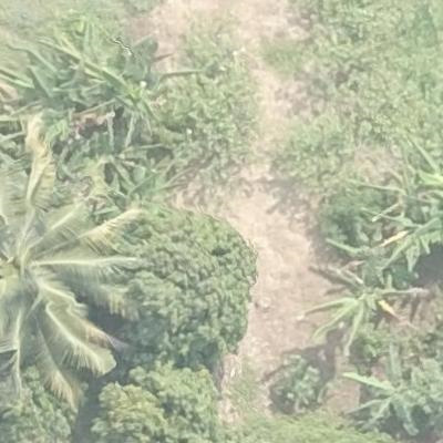 Palm tree Object Detection Dataset and Pre-Trained Model by Uni