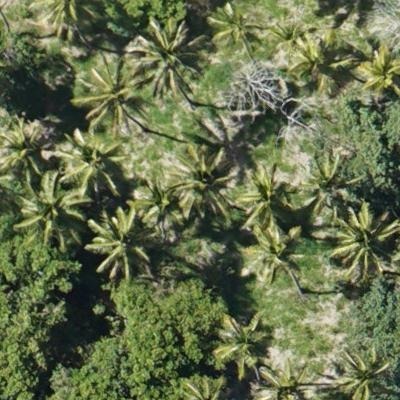 Palm Tree Region N Object Detection Dataset and Pre-Trained Model by Uni