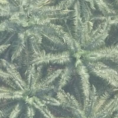 Palm tree again Object Detection Dataset by Uni