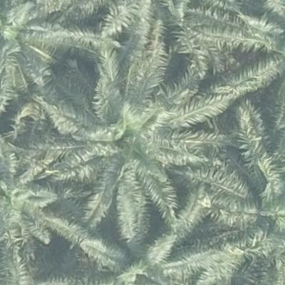 Palm Tree Dataset v2 (only dense Object Detection Dataset by Uni