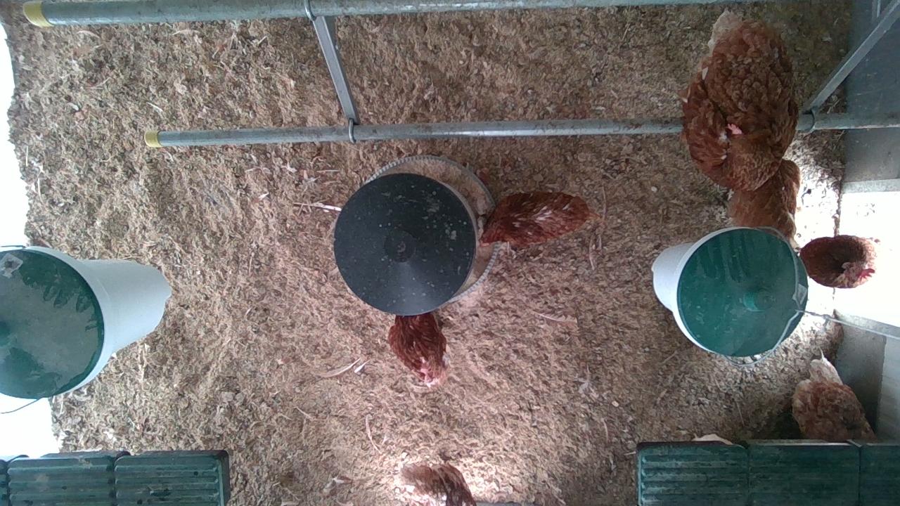 chicken_cvat Instance Segmentation Dataset by chickensegtd