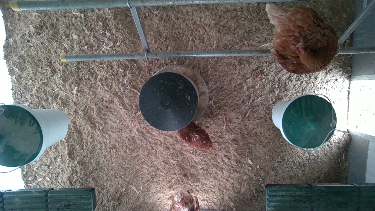 chicken_seg_td Instance Segmentation Model by chickensegtd