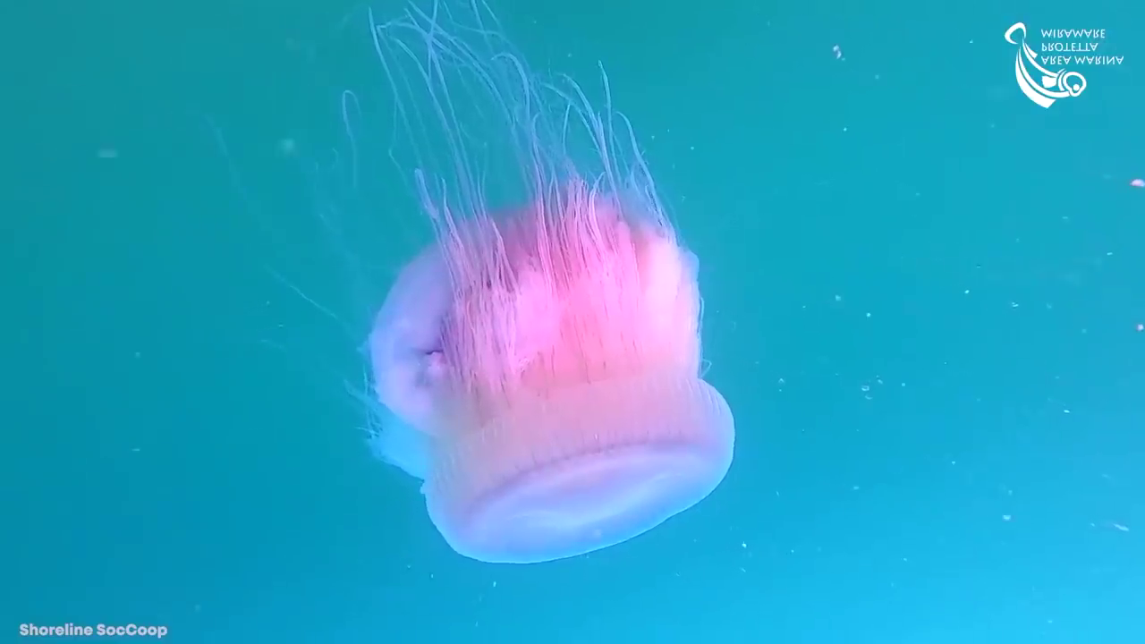 plane Object Detection Model by TRY