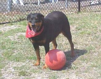 JOE NASSAR (joe-nassar-7x0f1) - Roboflow Universe