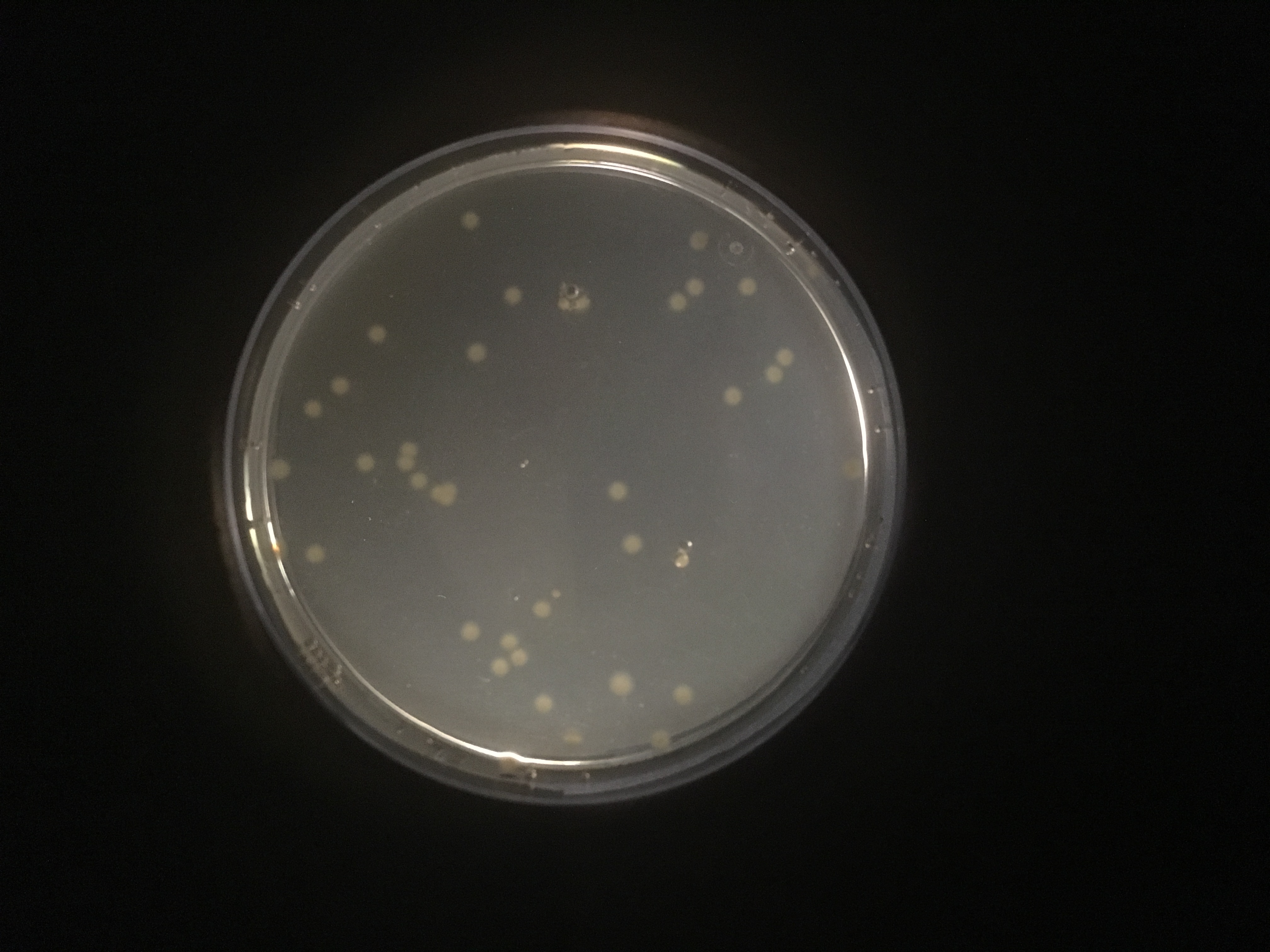 Bacterial Object Detection Model by Bac1