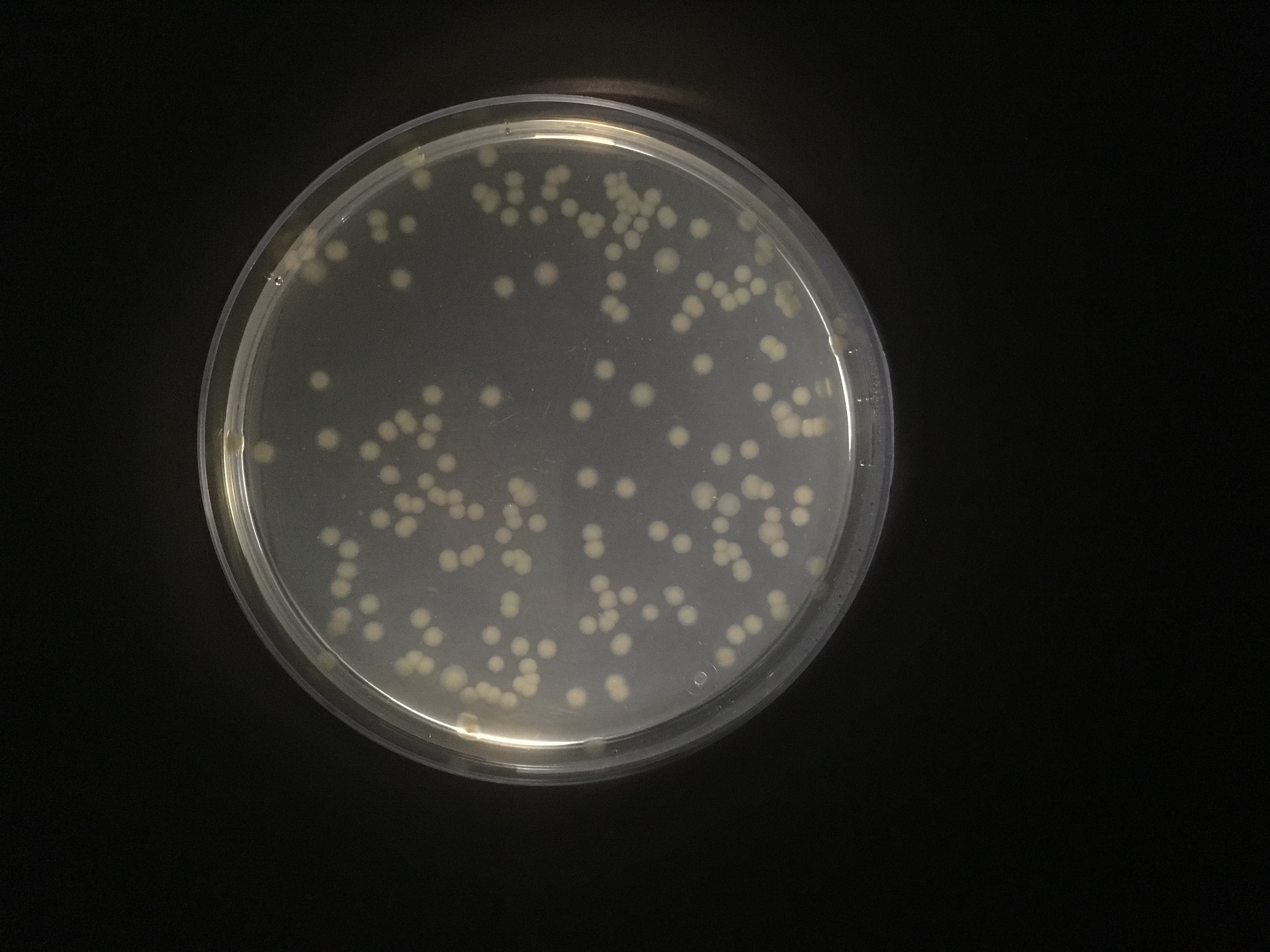 Bac_Detector Object Detection Dataset by Bac1