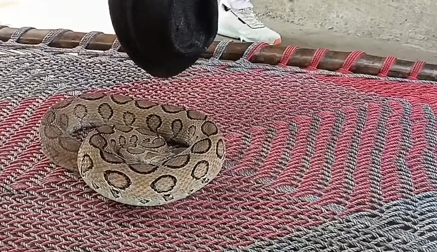 SNAKE Object Detection Model by VINAY A P