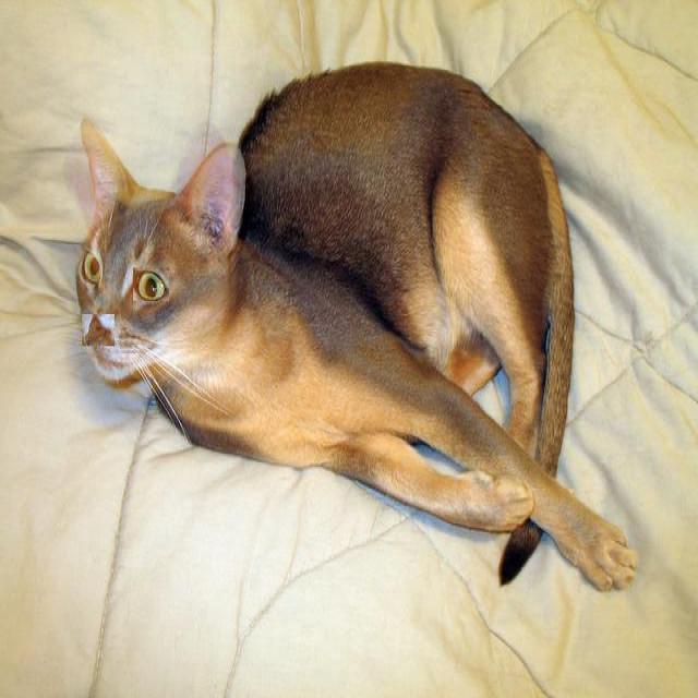 eyes Object Detection Dataset and Pre-Trained Model by sfgdfg