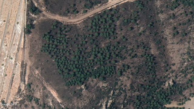 tree-detection Object Detection Dataset by Techliance