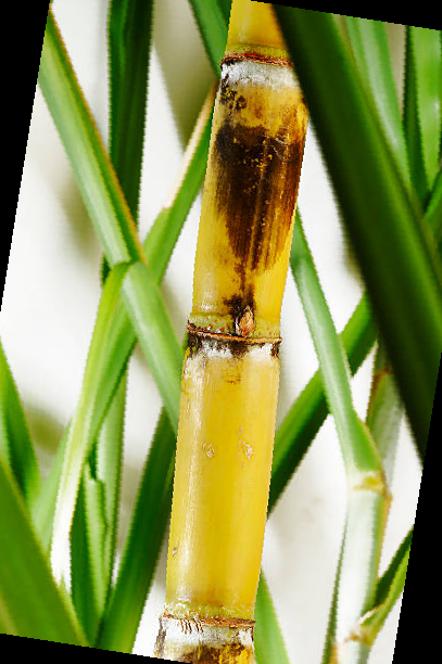 sugarcane stem Object Detection Dataset by major24