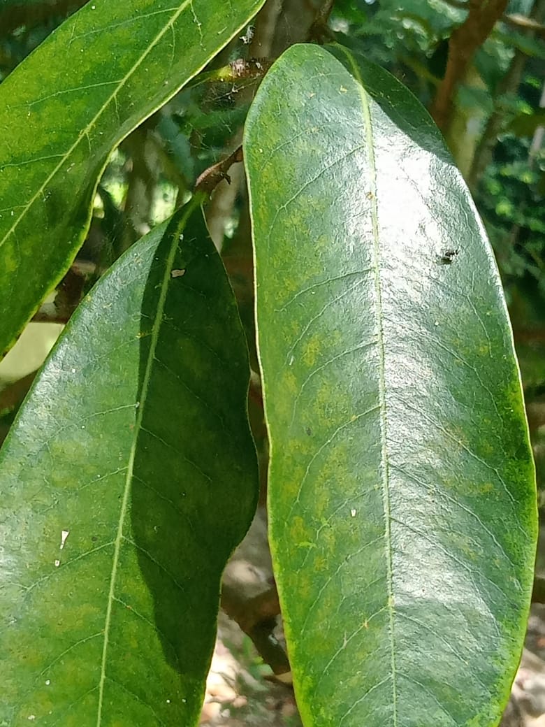 Lichi Leaf Disease Detection Object Detection Dataset V1 2024 01 16 12 36am By Al Amin Khan