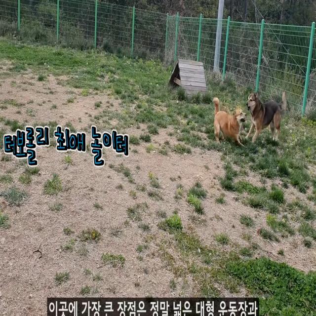 Cat and Dog cctv Object Detection Dataset by team