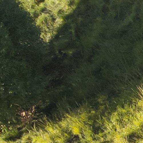 Deer counting tiles Object Detection Dataset and Pre-Trained Model by deer counting