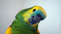 Parrot breed Object Detection Dataset by Detection Test